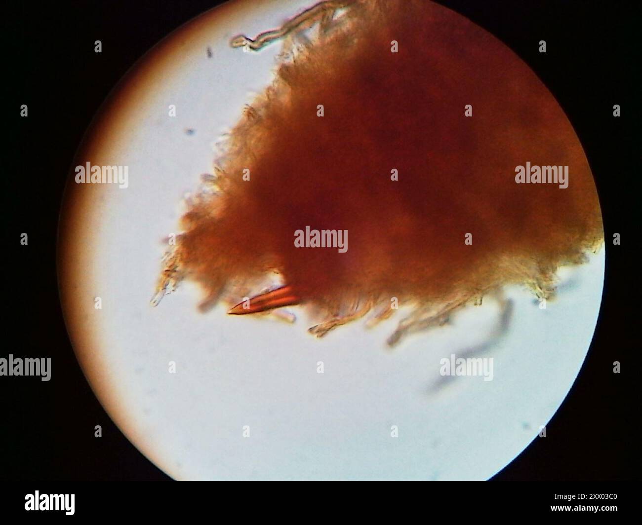 (Phellinopsis conchata) Fungi Stock Photo - Alamy