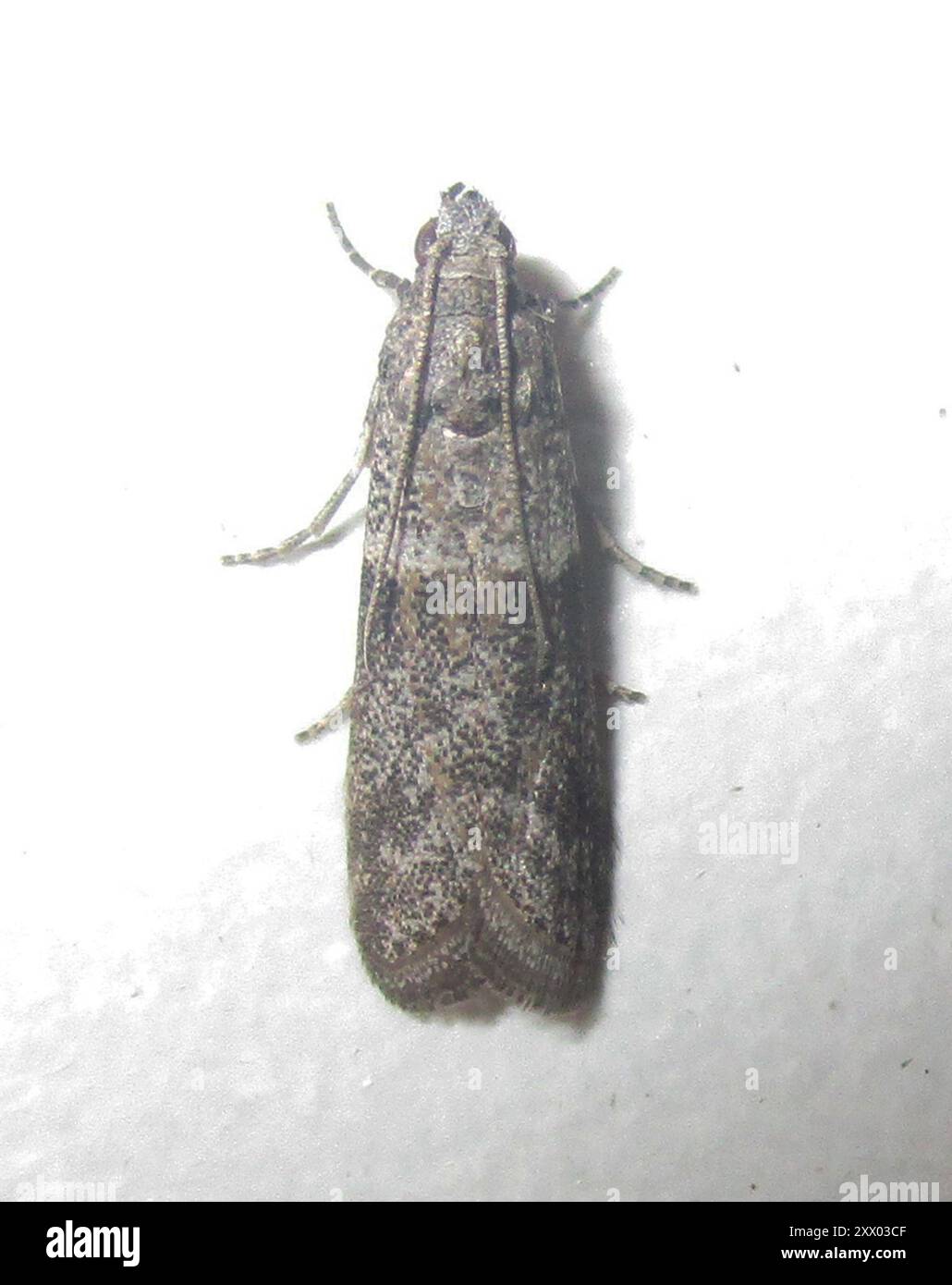 Knot-horn Moths (Phycitinae) Insecta Stock Photo - Alamy