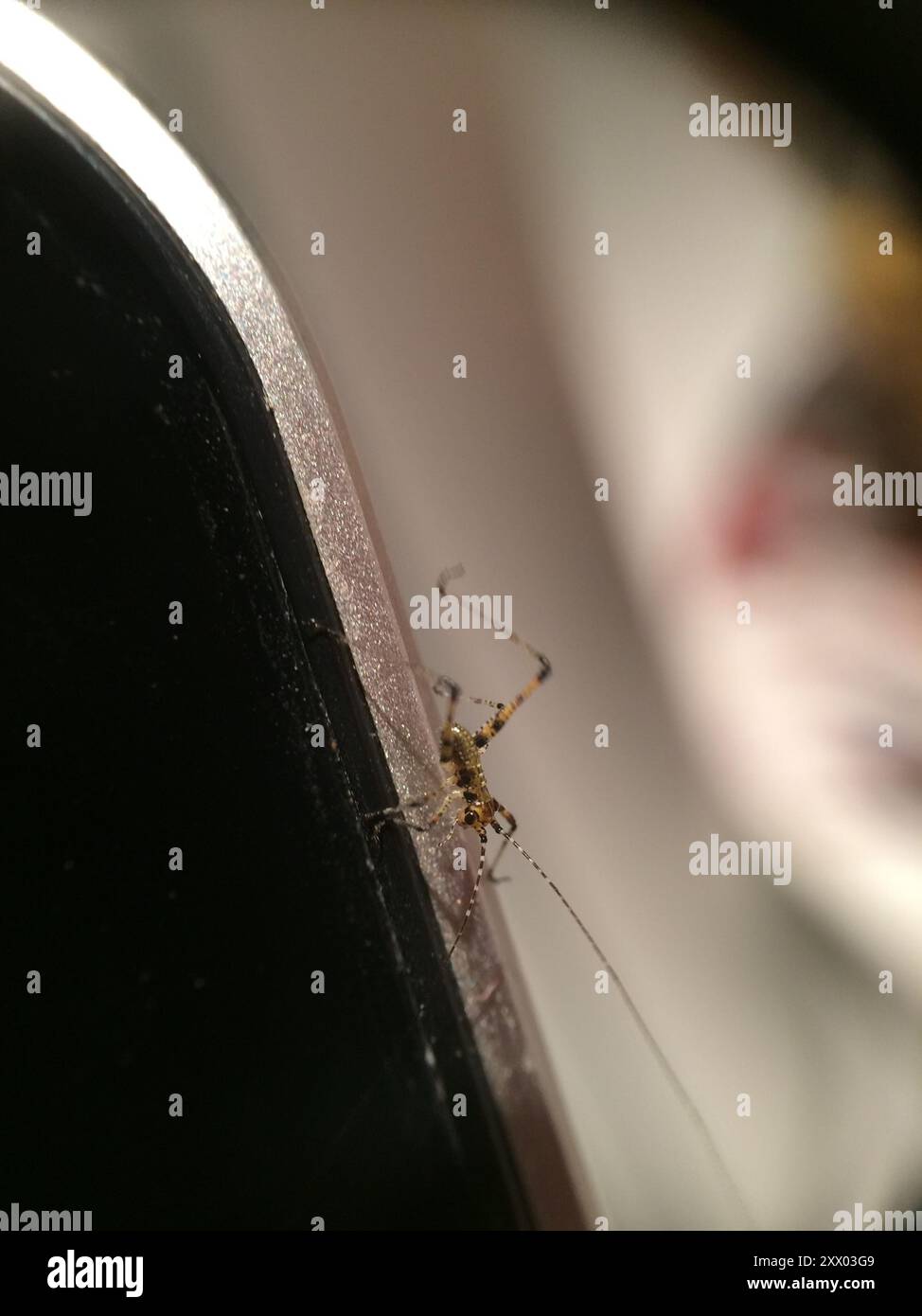 Sickle-bearing Bushcrickets (Phaneroptera) Insecta Stock Photo - Alamy