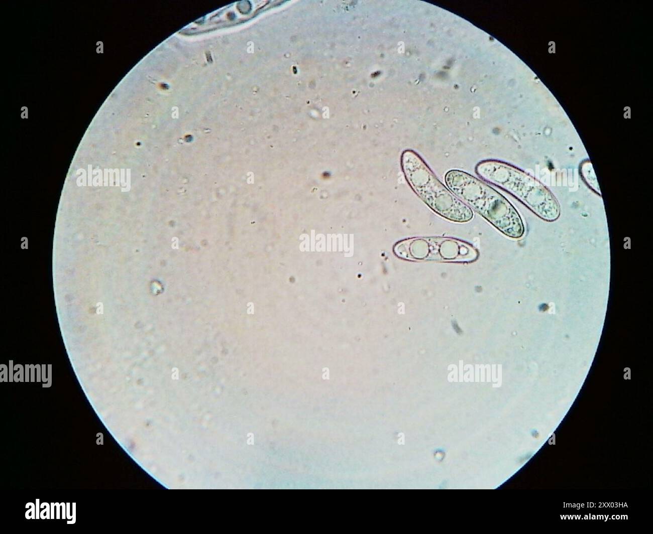 (Propolis farinosa) Fungi Stock Photo - Alamy