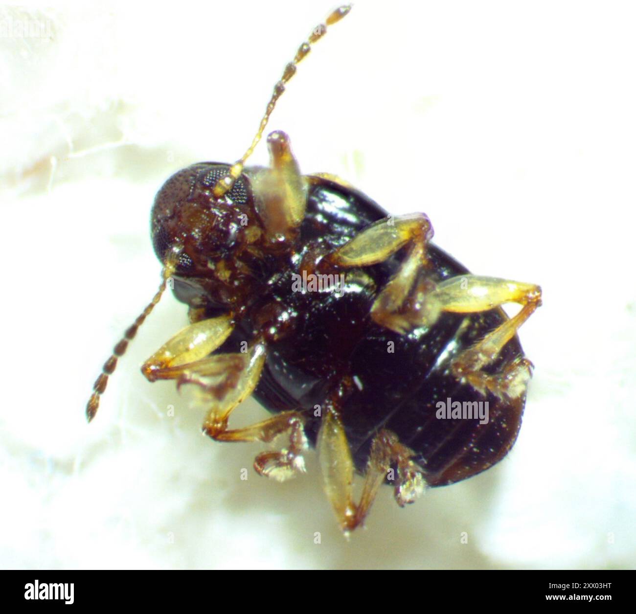 Four-marked Oval Leaf Beetle (Paria quadrinotata) Insecta Stock Photo ...