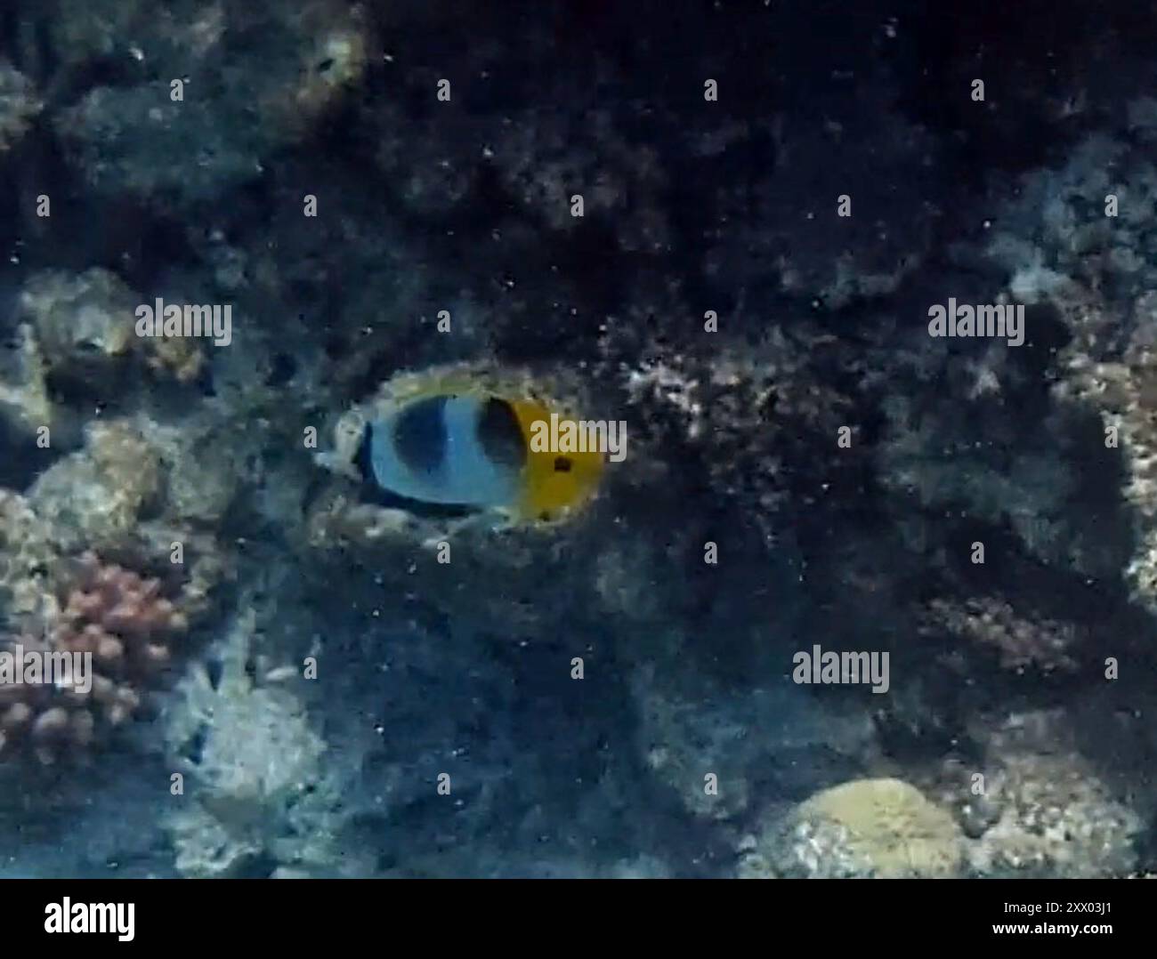 Pacific Double-saddle Butterflyfish (Chaetodon ulietensis ...