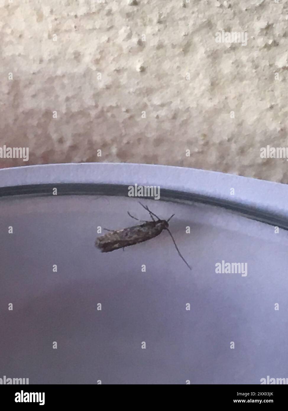 Curved-horn Moths (Gelechioidea) Insecta Stock Photo - Alamy