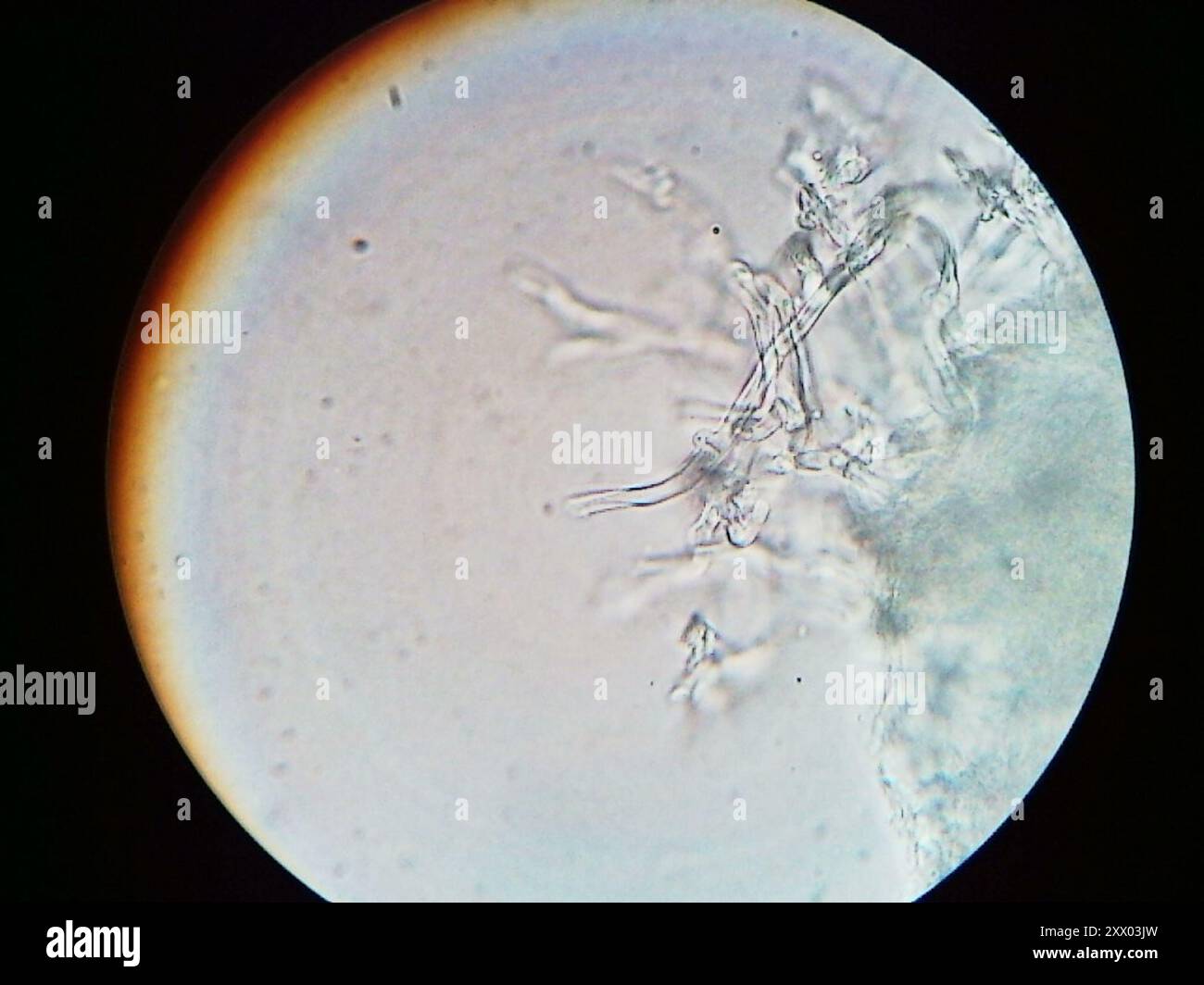 (Trichaptum subchartaceum) Fungi Stock Photo - Alamy