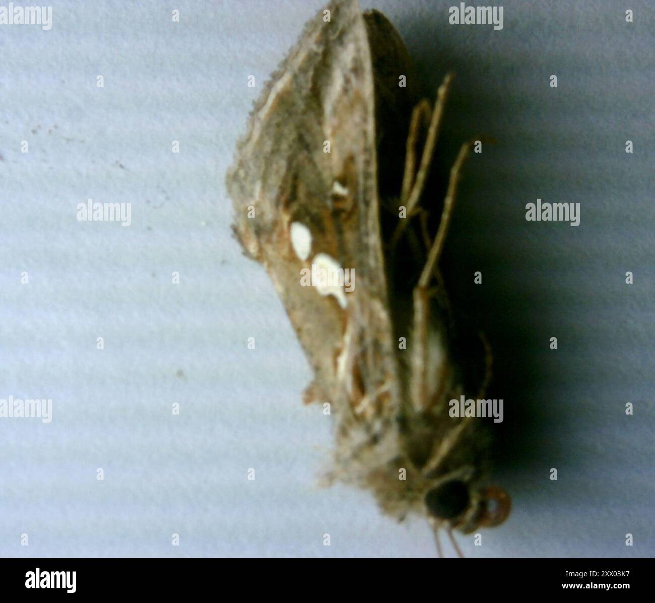 Oriental leafworm moth (Spodoptera litura) Insecta Stock Photo - Alamy