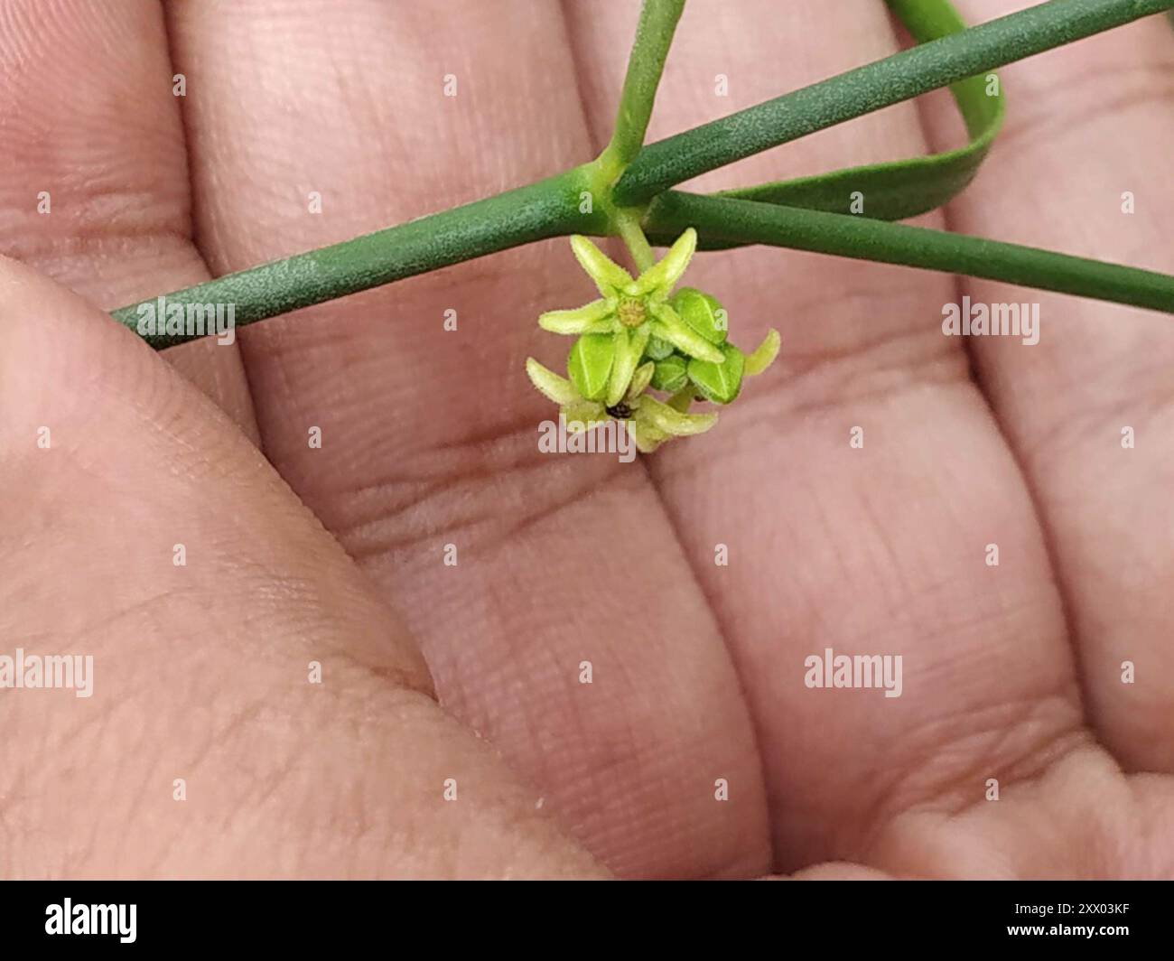 kheep (Leptadenia pyrotechnica) Plantae Stock Photo - Alamy