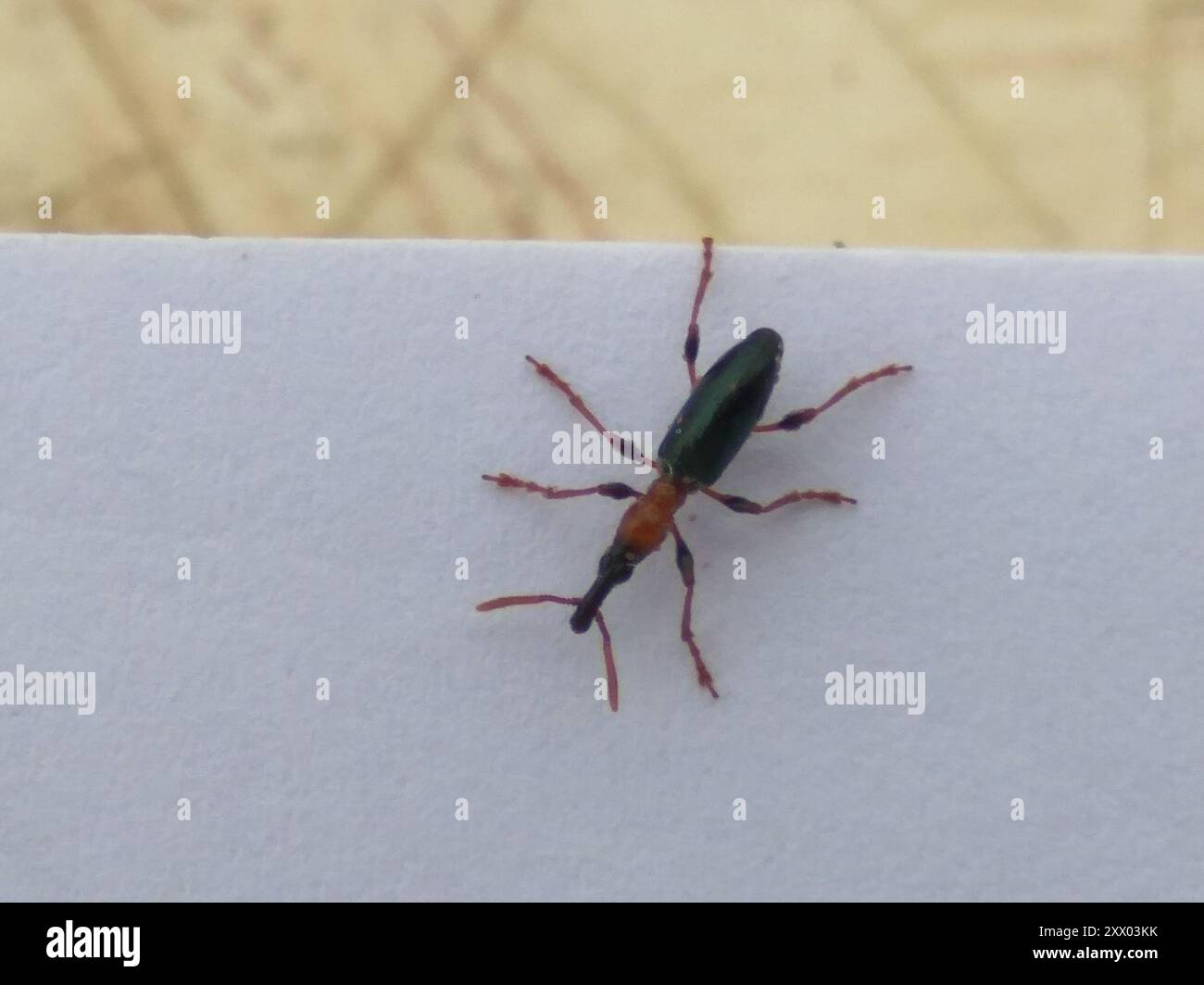 Sweet Potato Weevil (Cylas formicarius) Insecta Stock Photo - Alamy
