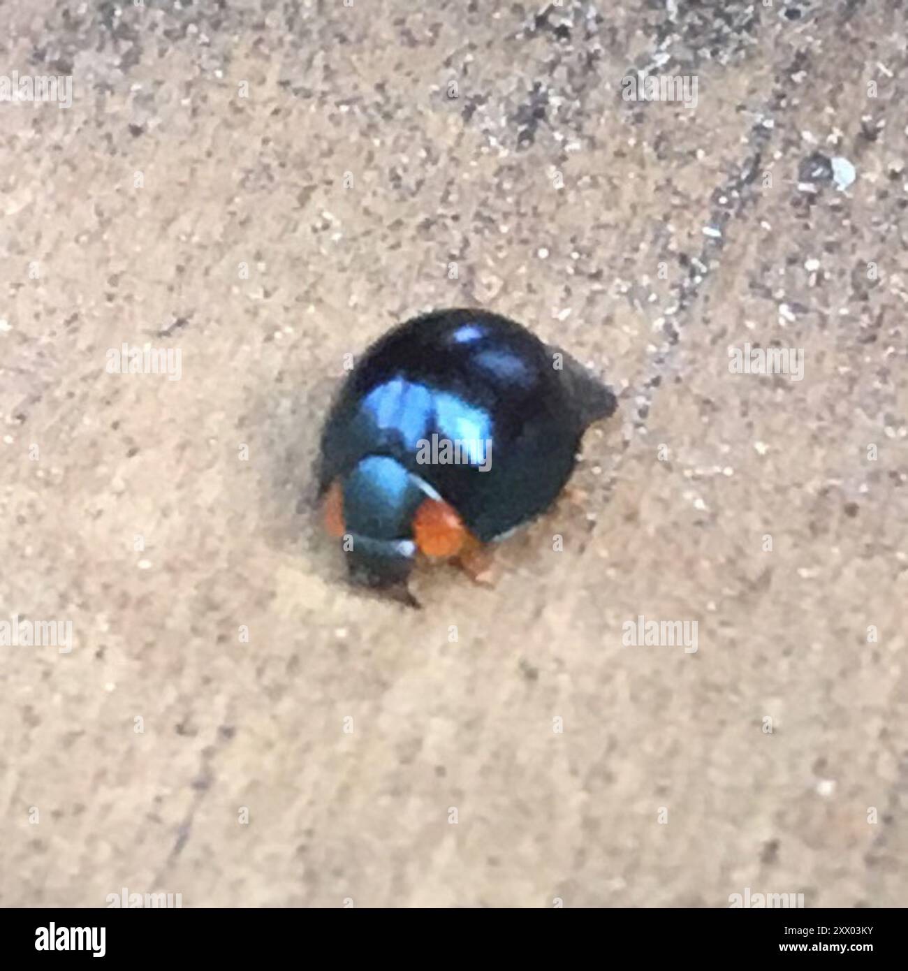 Metallic Blue Lady Beetle (Curinus coeruleus) Insecta Stock Photo - Alamy