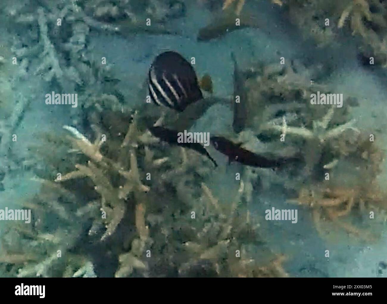 Ray-finned Fishes (Actinopterygii) Actinopterygii Stock Photo - Alamy