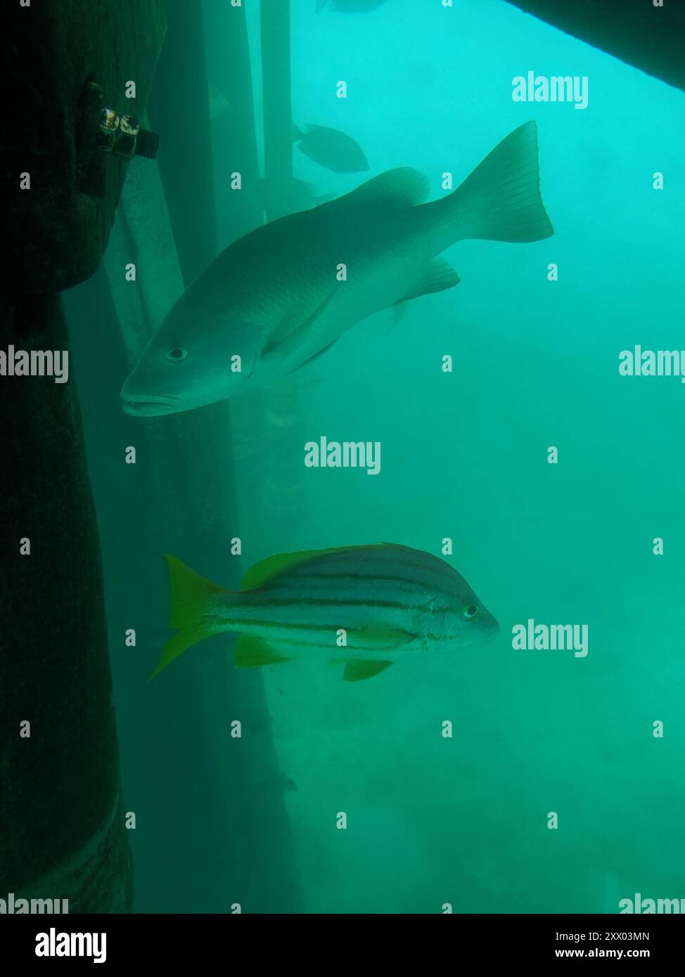 Mangrove Red Snapper (Lutjanus argentimaculatus) Actinopterygii Stock ...