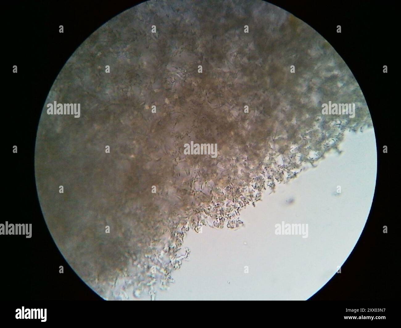 (Trichaptum subchartaceum) Fungi Stock Photo - Alamy