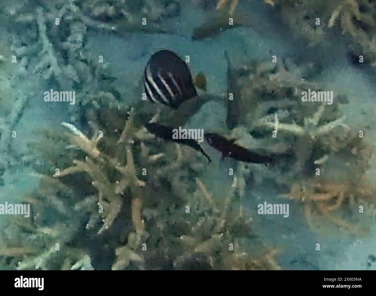 Pacific Sailfin Tang (Zebrasoma velifer) Actinopterygii Stock Photo - Alamy