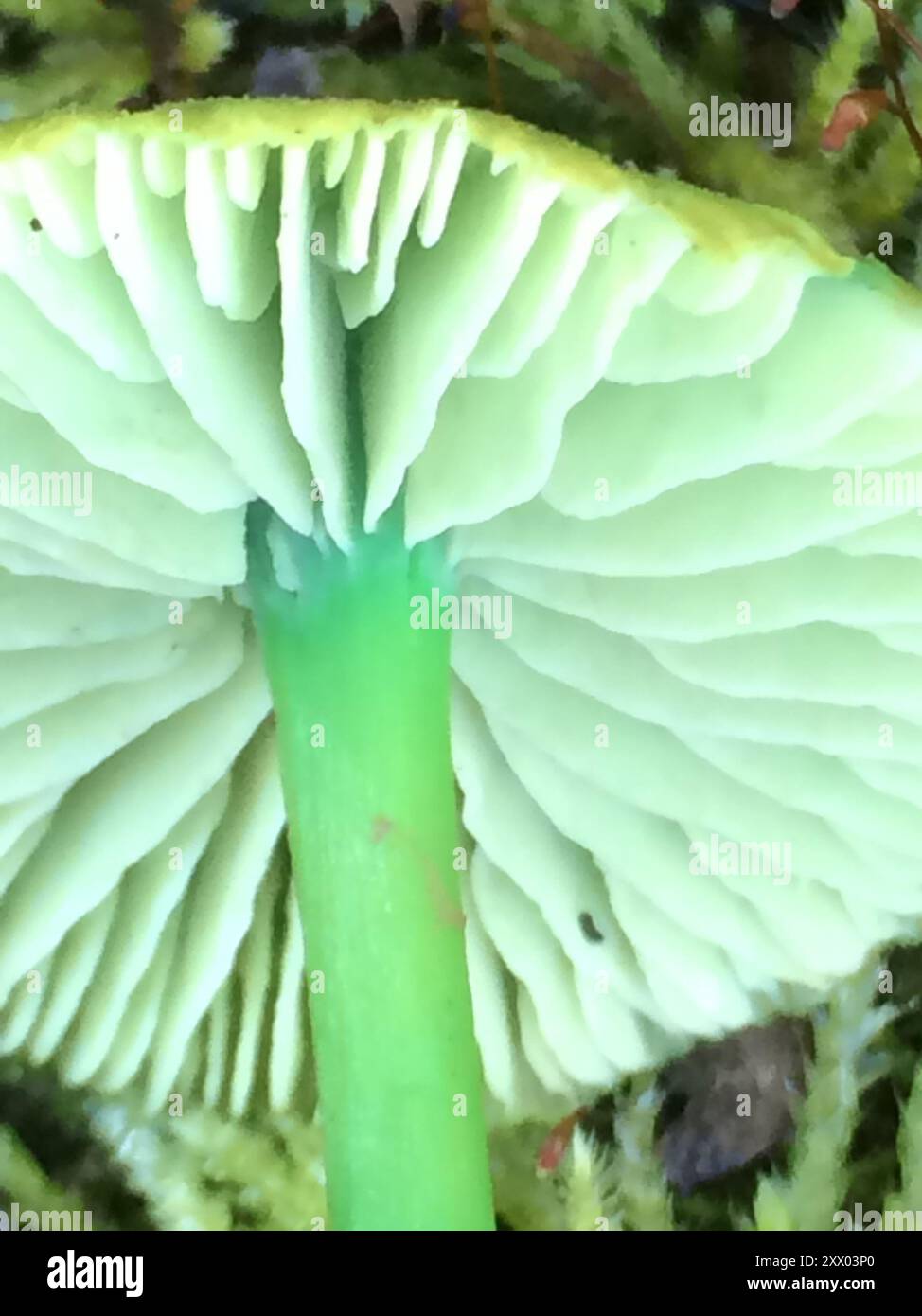 Mouse-pee Pinkgill (Entoloma incanum) Fungi Stock Photo - Alamy