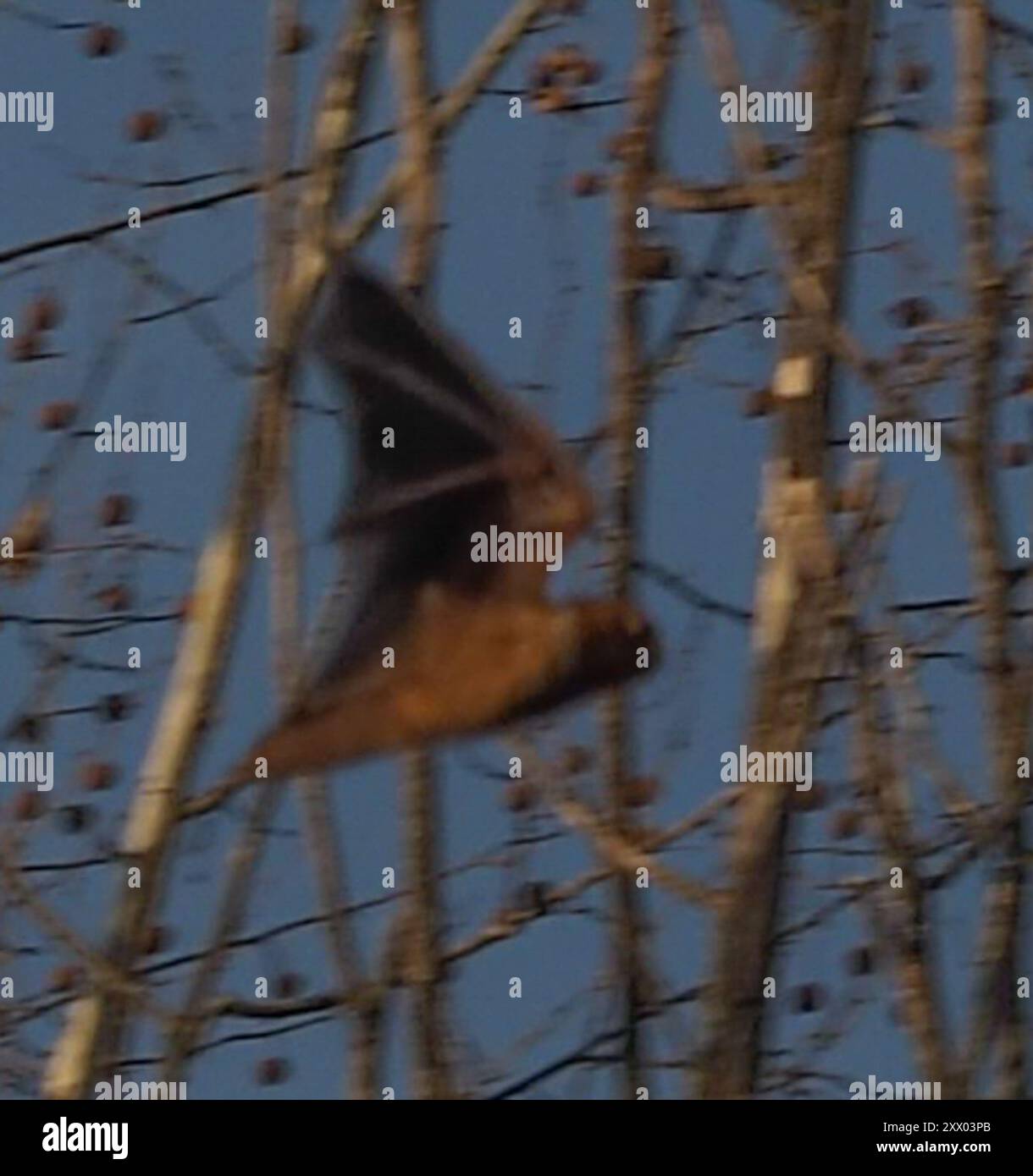 Eastern Red Bat (Lasiurus borealis) Mammalia Stock Photo - Alamy