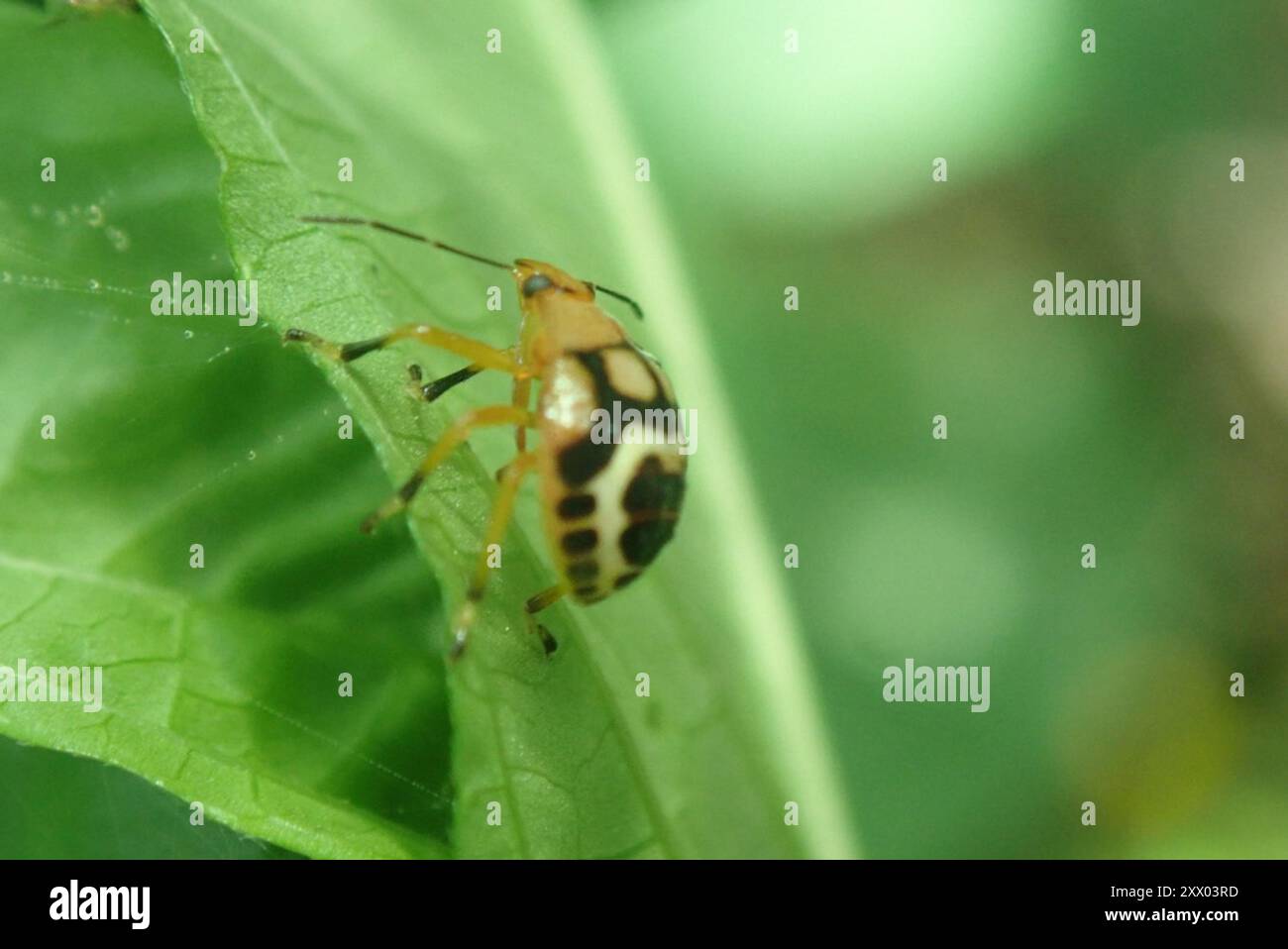 Predatory Stink Bugs (Asopinae) Insecta Stock Photo - Alamy