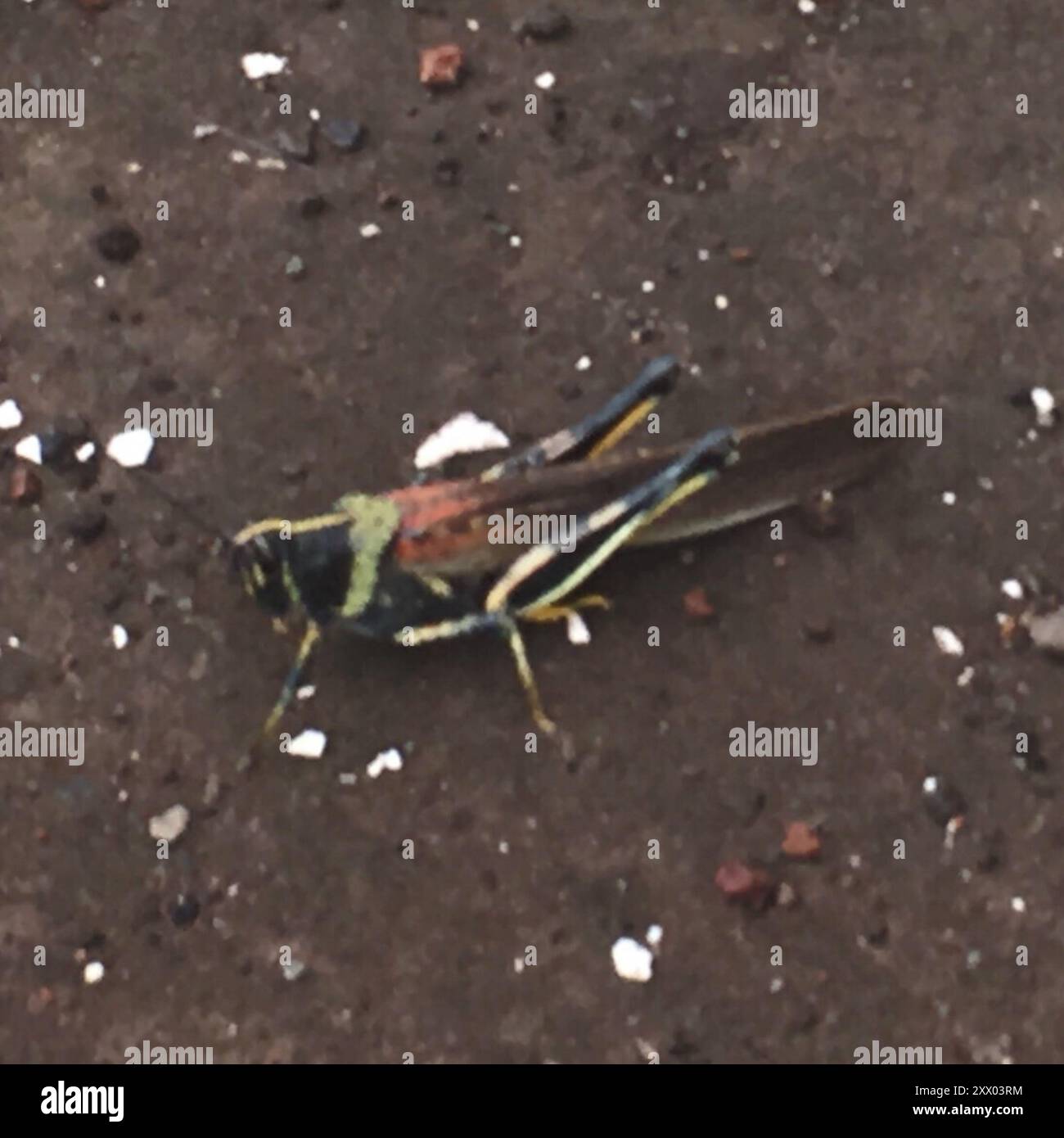 Schistocerca melanocera hi-res stock photography and images - Alamy