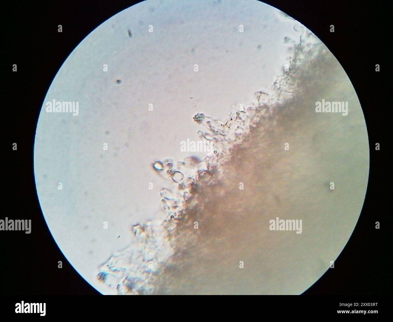 (Trichaptum subchartaceum) Fungi Stock Photo - Alamy