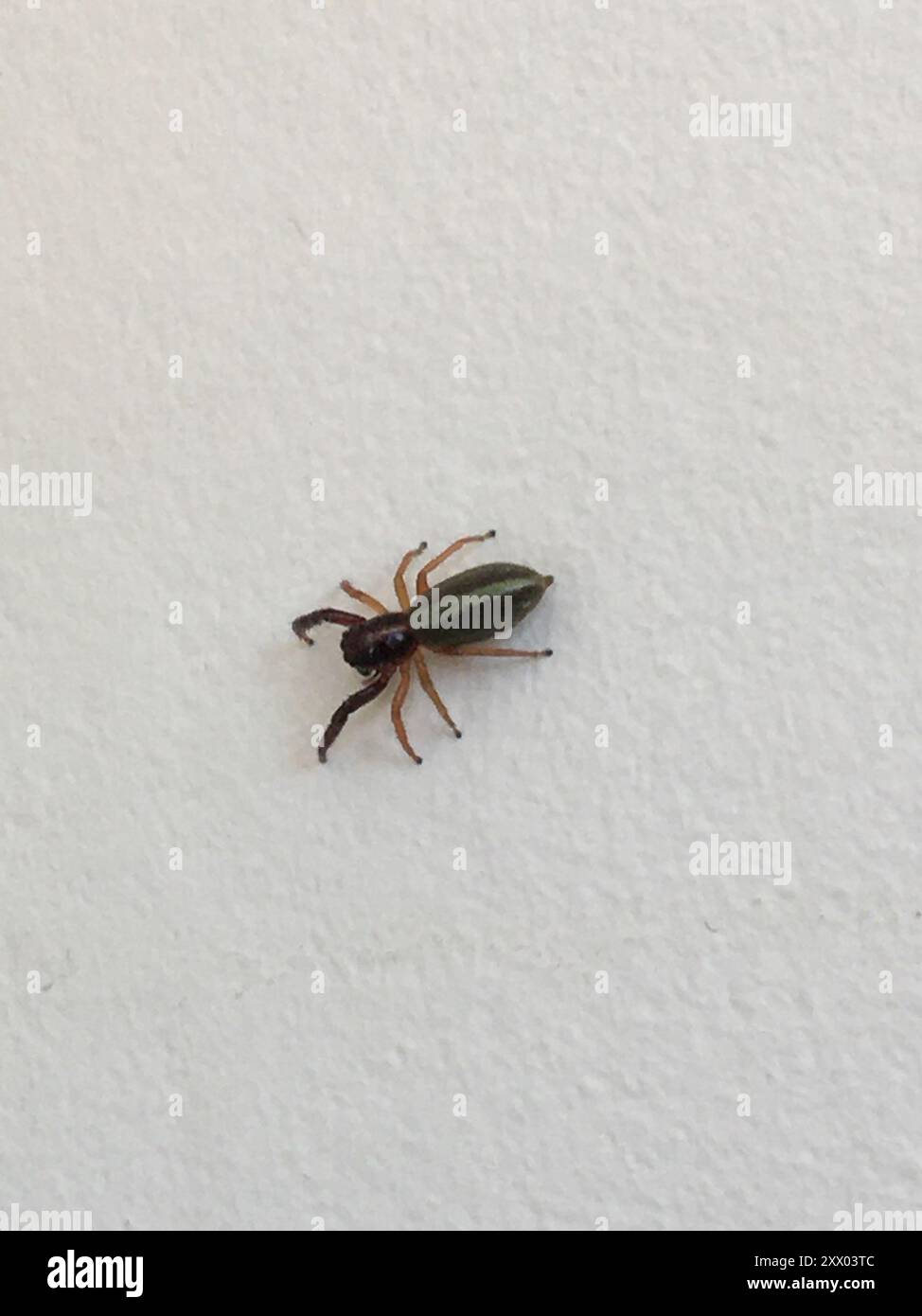 Black-headed Jumping Spider (Trite planiceps) Arachnida Stock Photo - Alamy