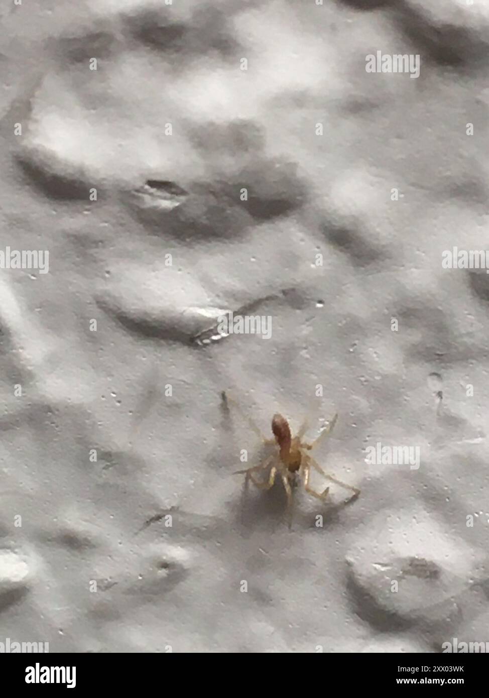 Typical Spiders (Araneomorphae) Arachnida Stock Photo - Alamy