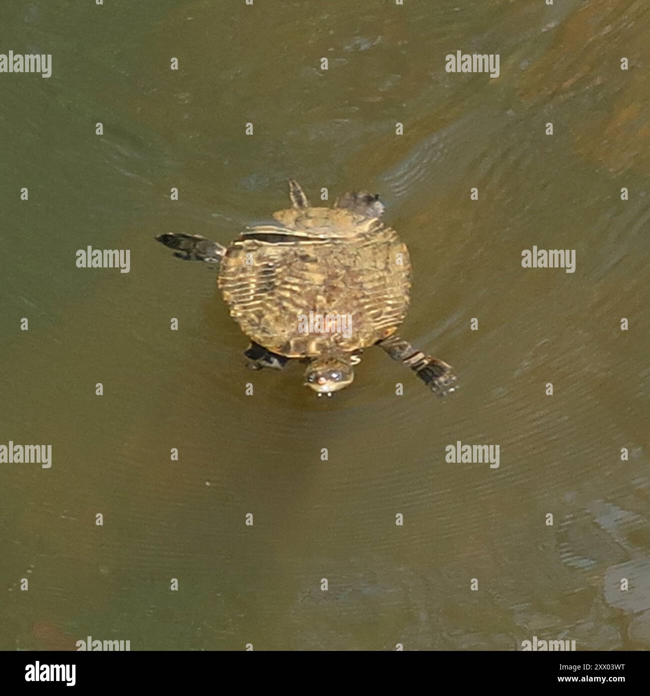 Eastern Saw-shelled Turtle (Myuchelys latisternum) Reptilia Stock Photo ...