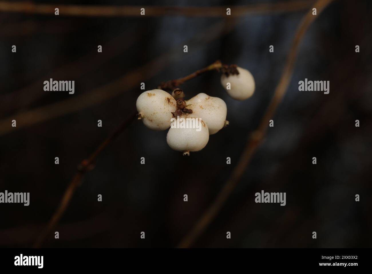 Common Snowberry (Symphoricarpos albus) Plantae Stock Photo - Alamy