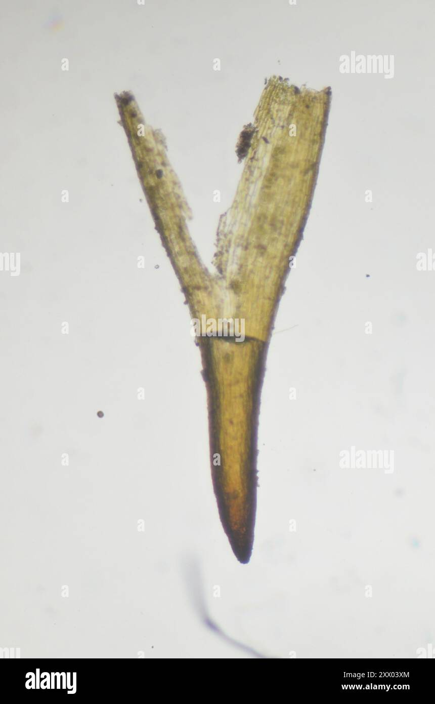 Tortula truncata hi-res stock photography and images - Alamy