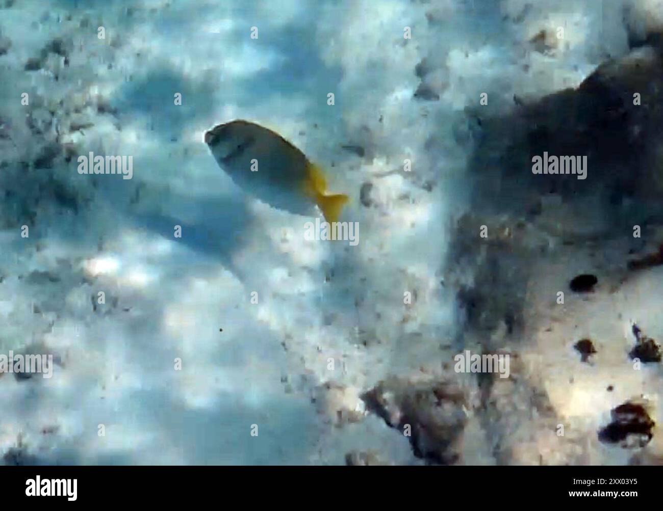 Barred Rabbitfish (Siganus doliatus) Actinopterygii Stock Photo - Alamy