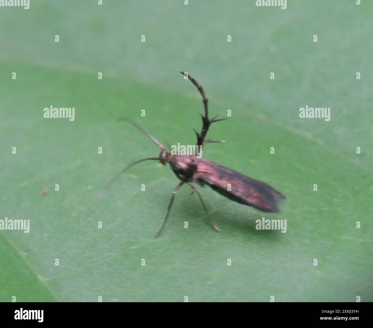 Sun Moths (Heliodinidae) Insecta Stock Photo - Alamy