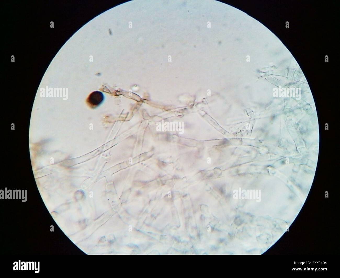 Higher Basidiomycetes (Agaricomycotina) Fungi Stock Photo - Alamy
