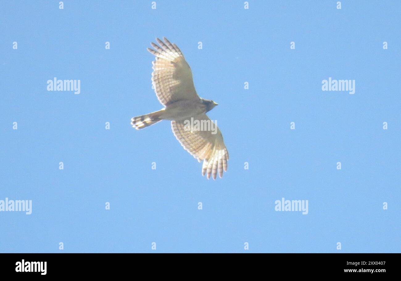 Roadside Hawk (Rupornis magnirostris) Aves Stock Photo - Alamy
