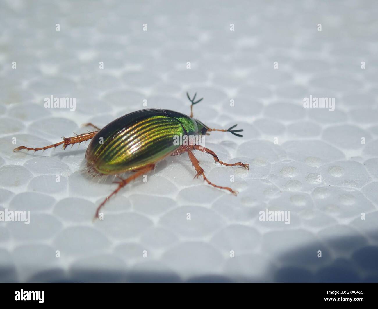 Pyronota hi-res stock photography and images - Alamy