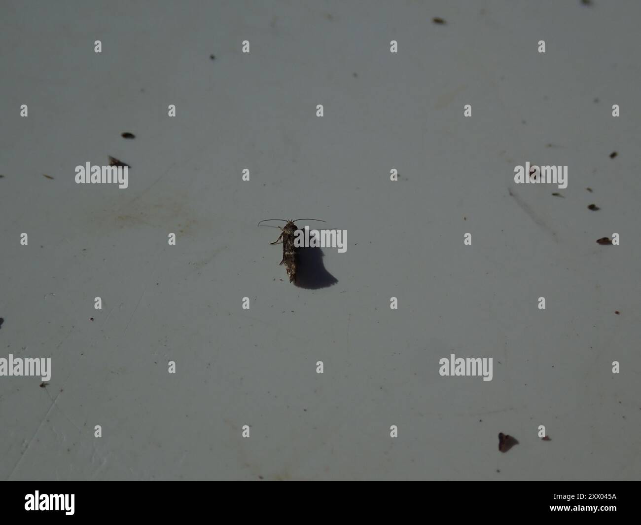 Curved-horn Moths (Gelechioidea) Insecta Stock Photo - Alamy