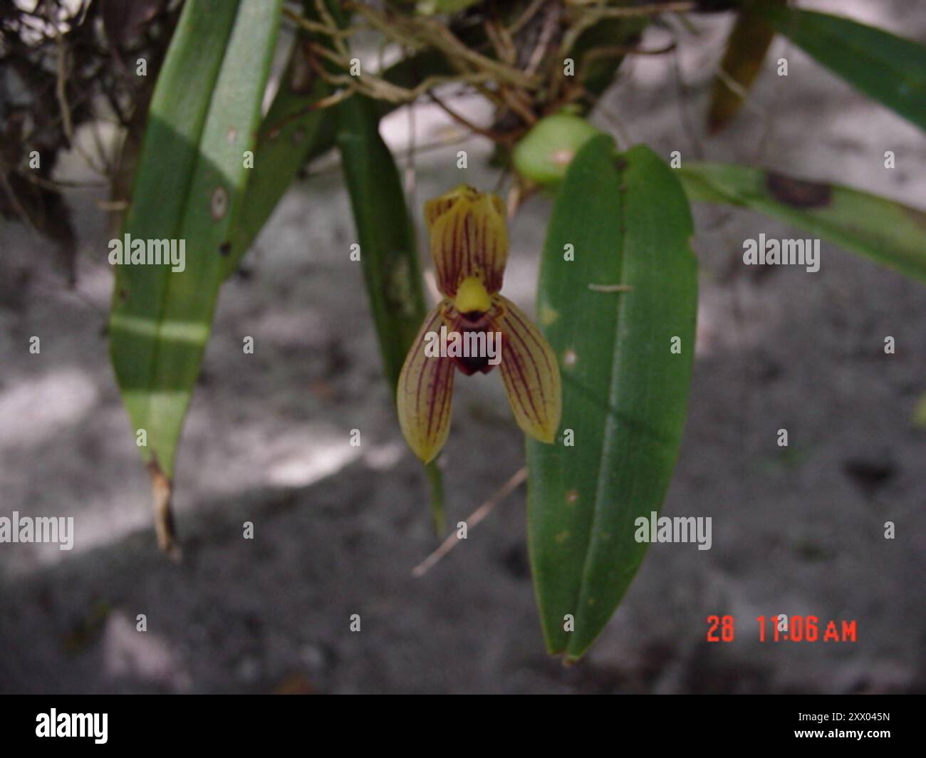 (Maxillaria lineolata) Plantae Stock Photo - Alamy