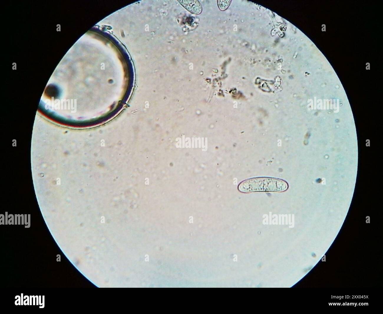 (Propolis farinosa) Fungi Stock Photo - Alamy