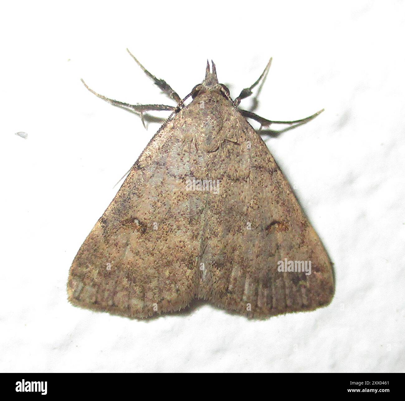 Butterflies and Moths (Lepidoptera) Insecta Stock Photo - Alamy