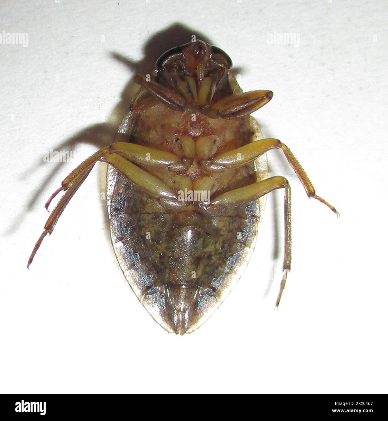 Elliptical Waterbugs (Appasus) Insecta Stock Photo - Alamy