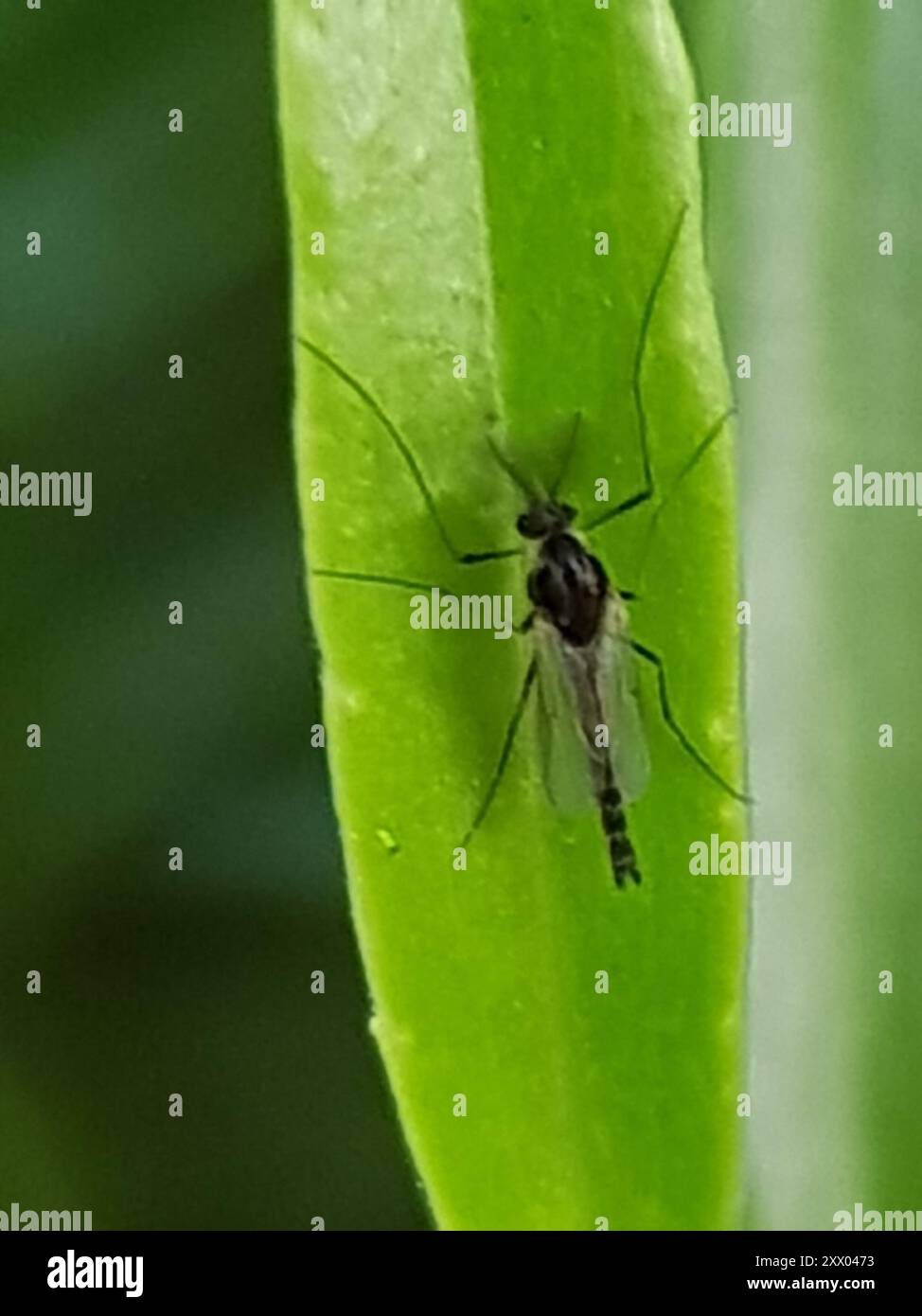 Non-biting Midges (Chironomidae) Insecta Stock Photo - Alamy