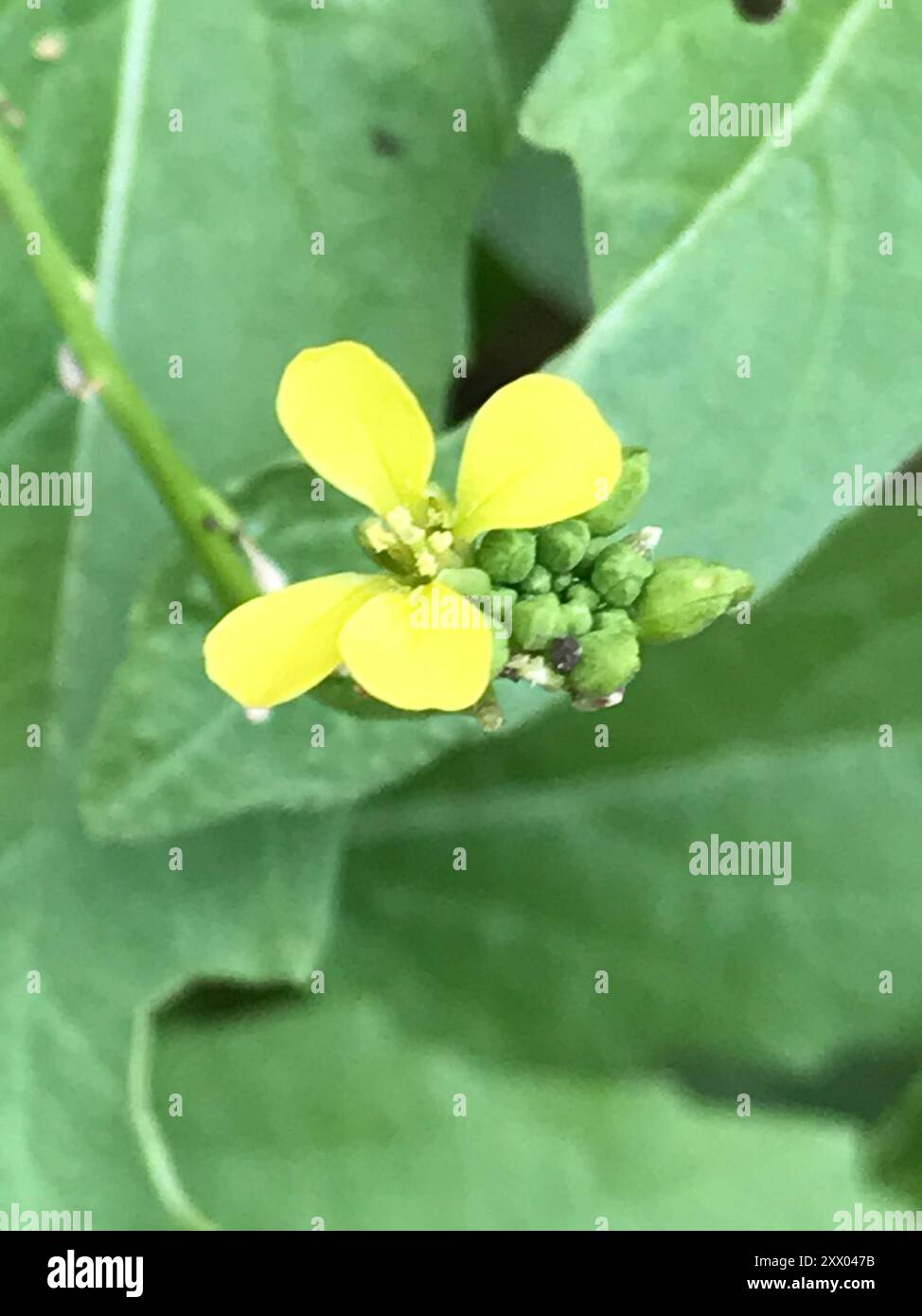 annual bastard cabbage (Rapistrum rugosum) Plantae Stock Photo - Alamy