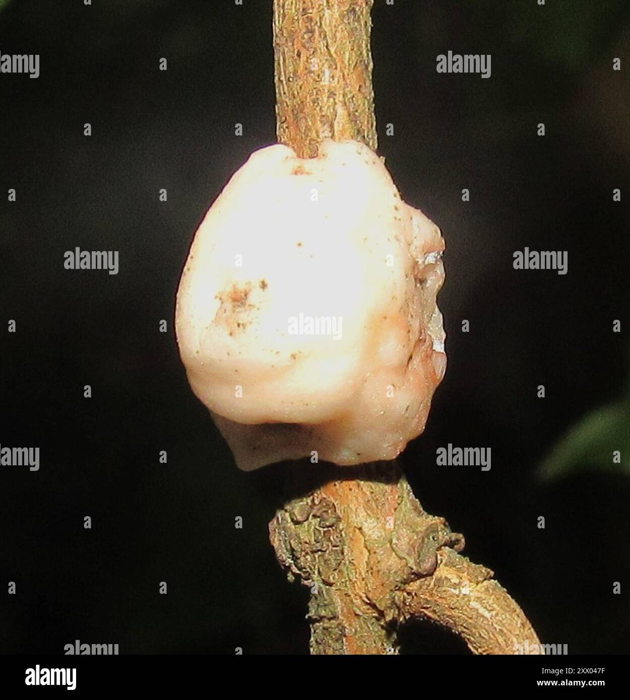 Wax Scales (Ceroplastes) Insecta Stock Photo - Alamy