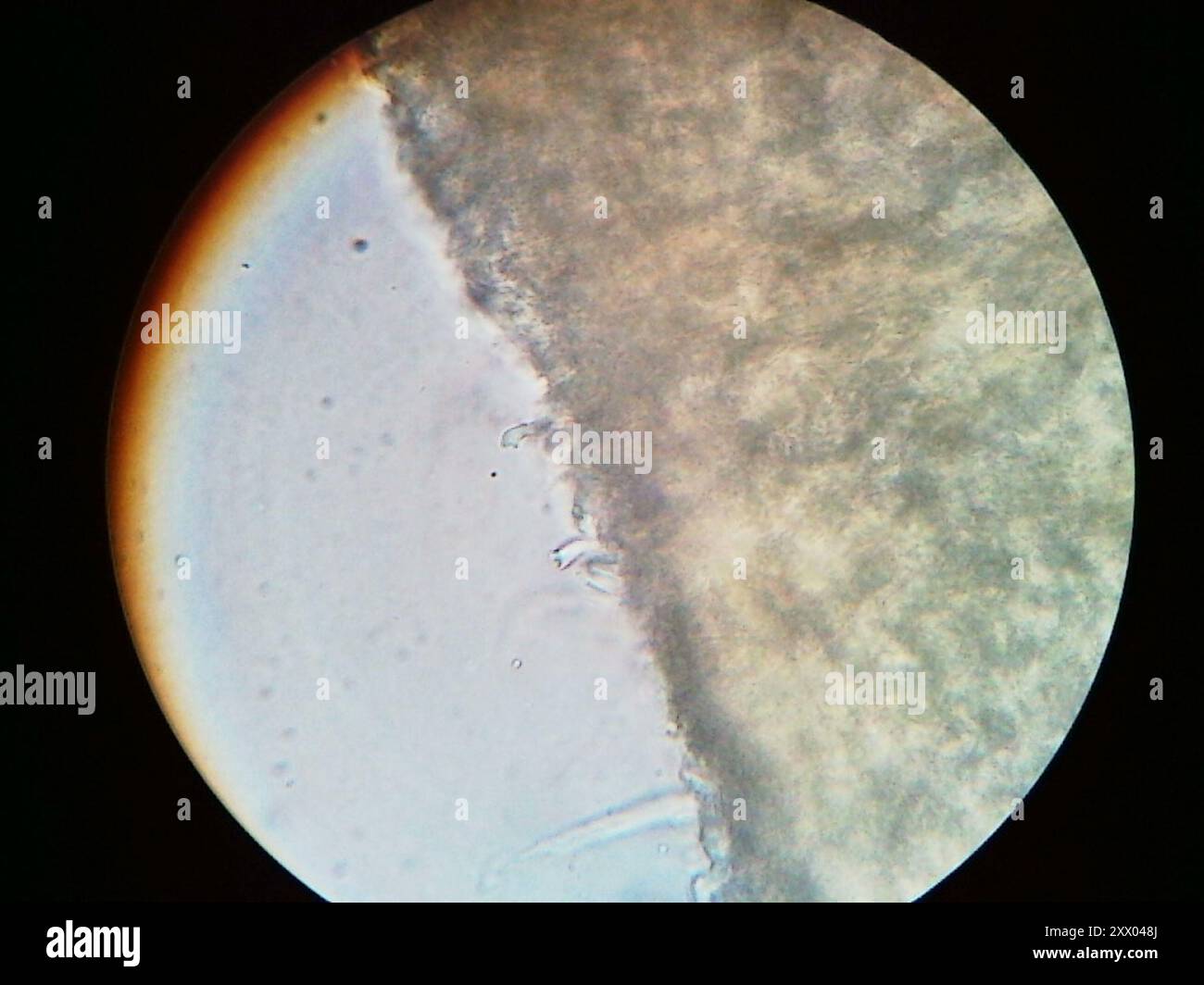 (Trichaptum subchartaceum) Fungi Stock Photo - Alamy