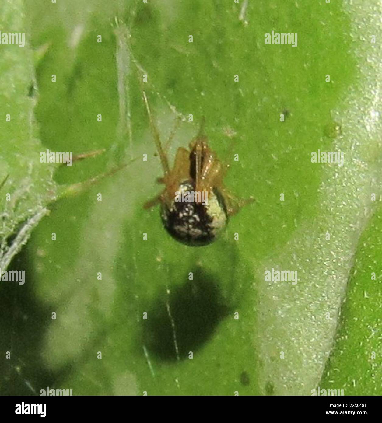Comb-footed Spiders (Theridiidae) Arachnida Stock Photo - Alamy
