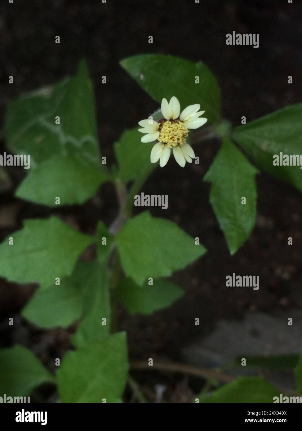 Tridax daisy (Tridax procumbens) Plantae Stock Photo - Alamy