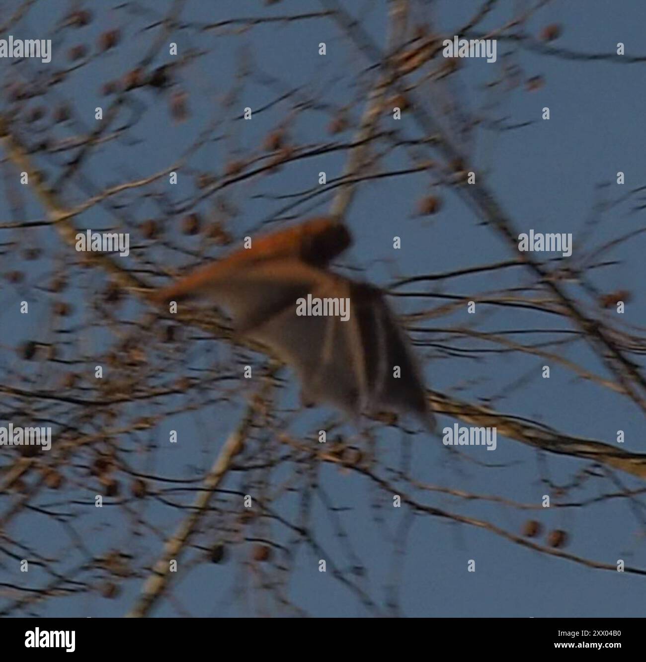Eastern Red Bat (Lasiurus borealis) Mammalia Stock Photo - Alamy