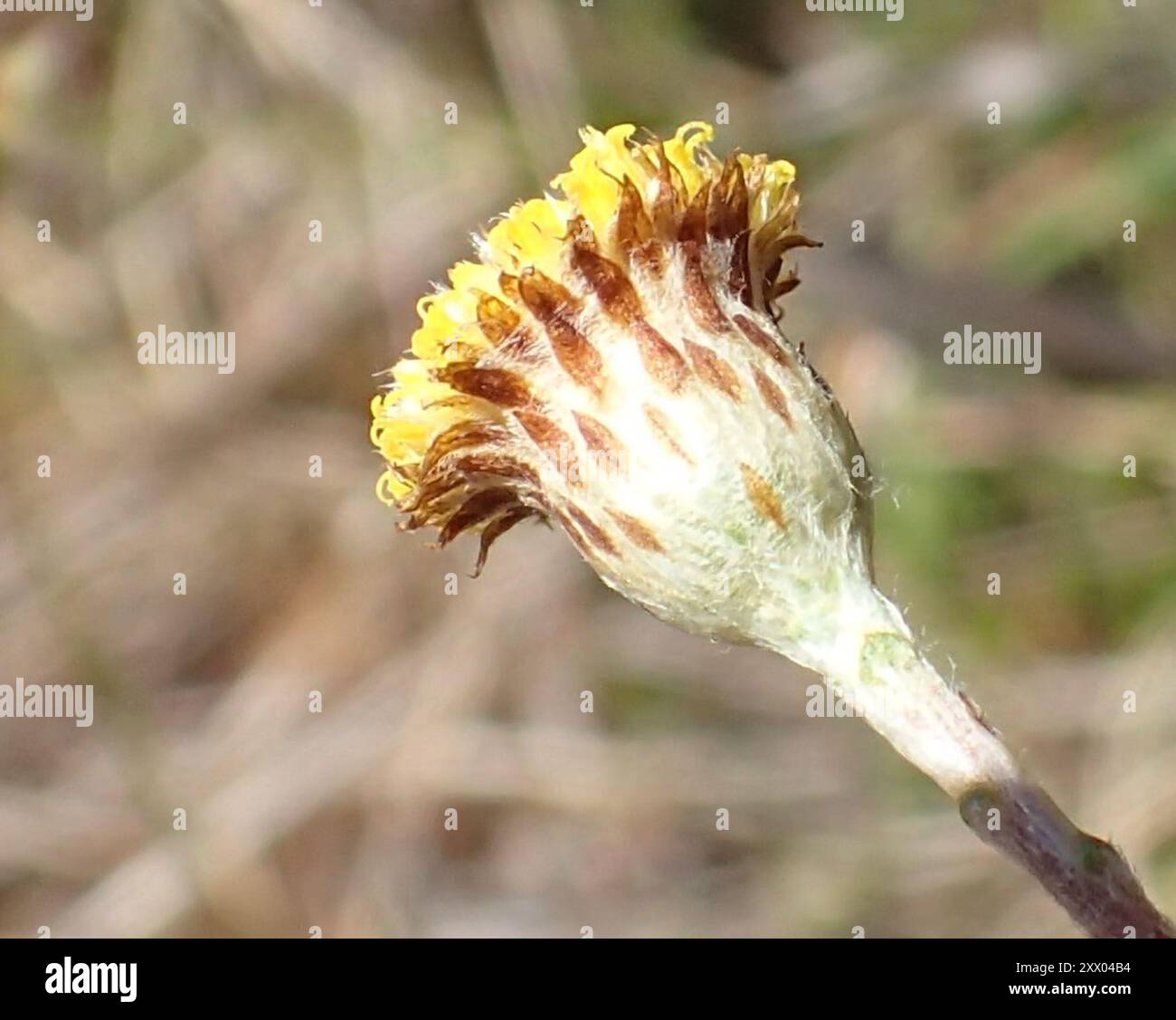 Scaly-buttons (Leptorhynchos squamatus) Plantae Stock Photo - Alamy