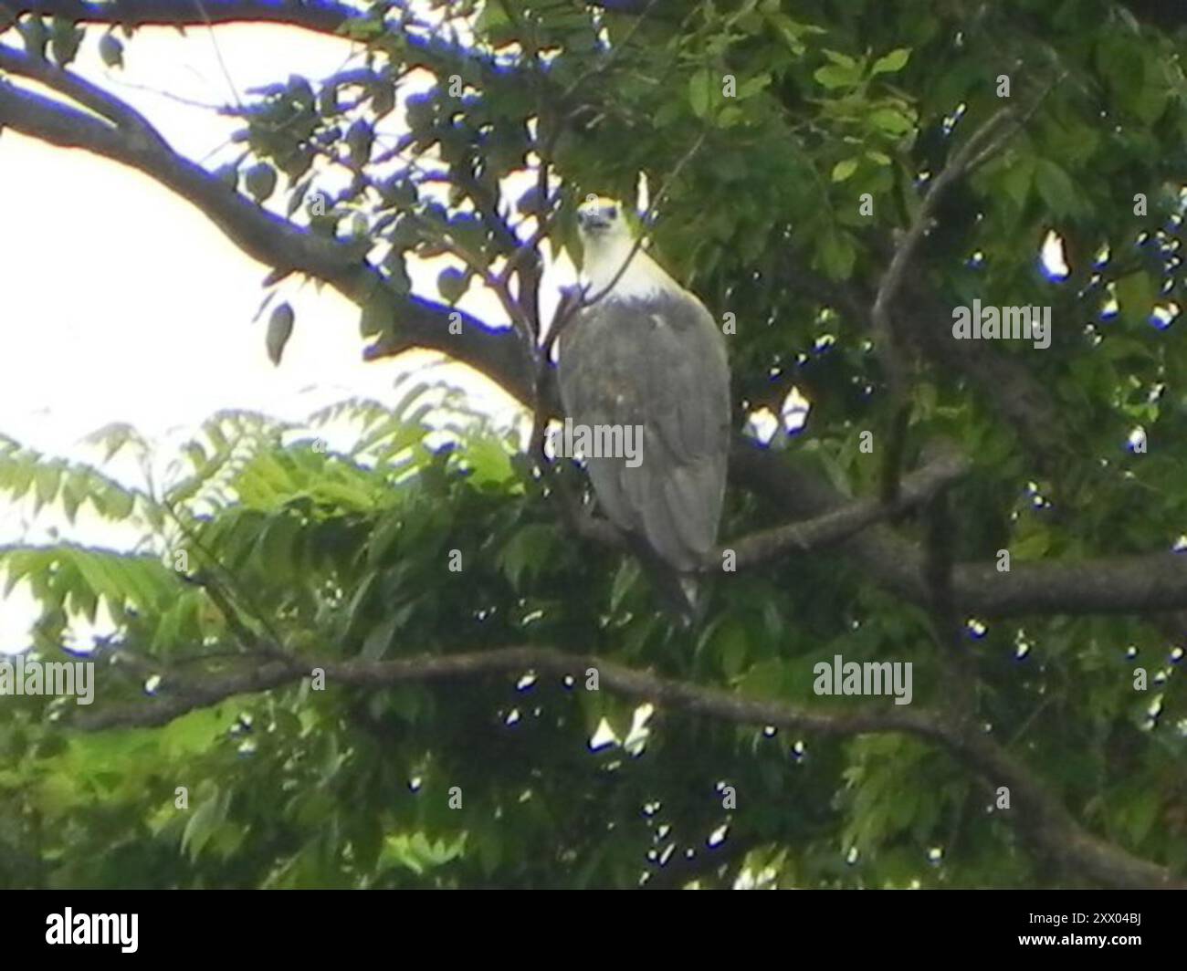 White-bellied Sea-Eagle (Icthyophaga leucogaster) Aves Stock Photo - Alamy