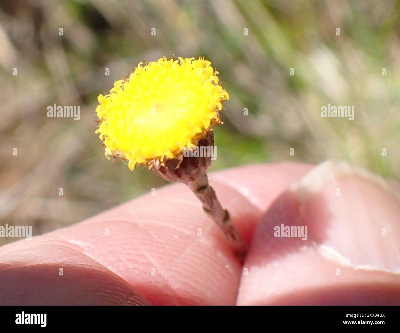 Scaly-buttons (Leptorhynchos squamatus) Plantae Stock Photo - Alamy