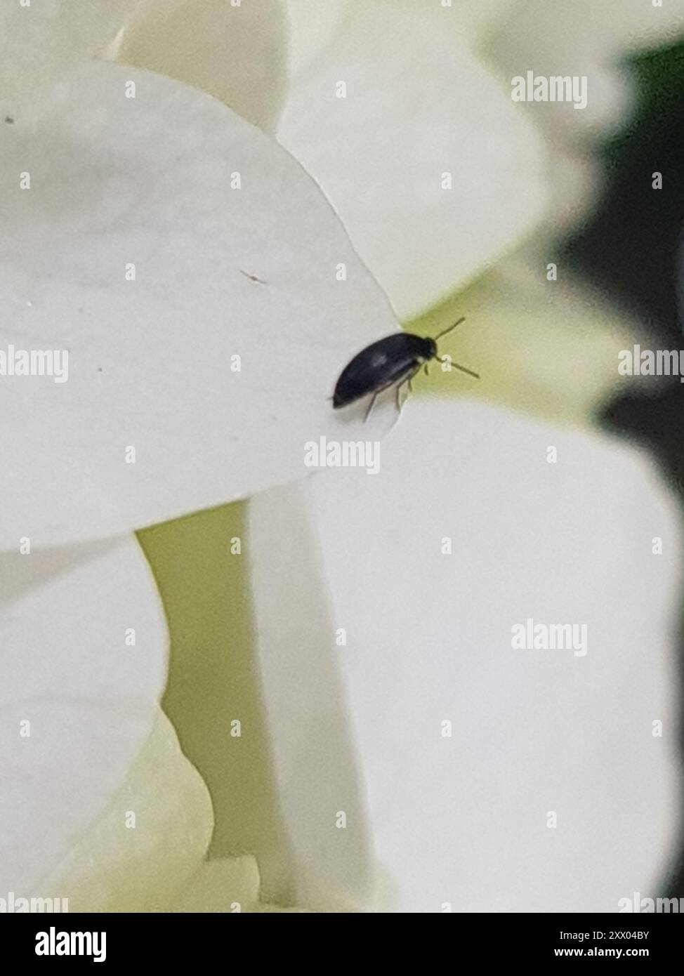 False Flower Beetles (Scraptiidae) Insecta Stock Photo - Alamy