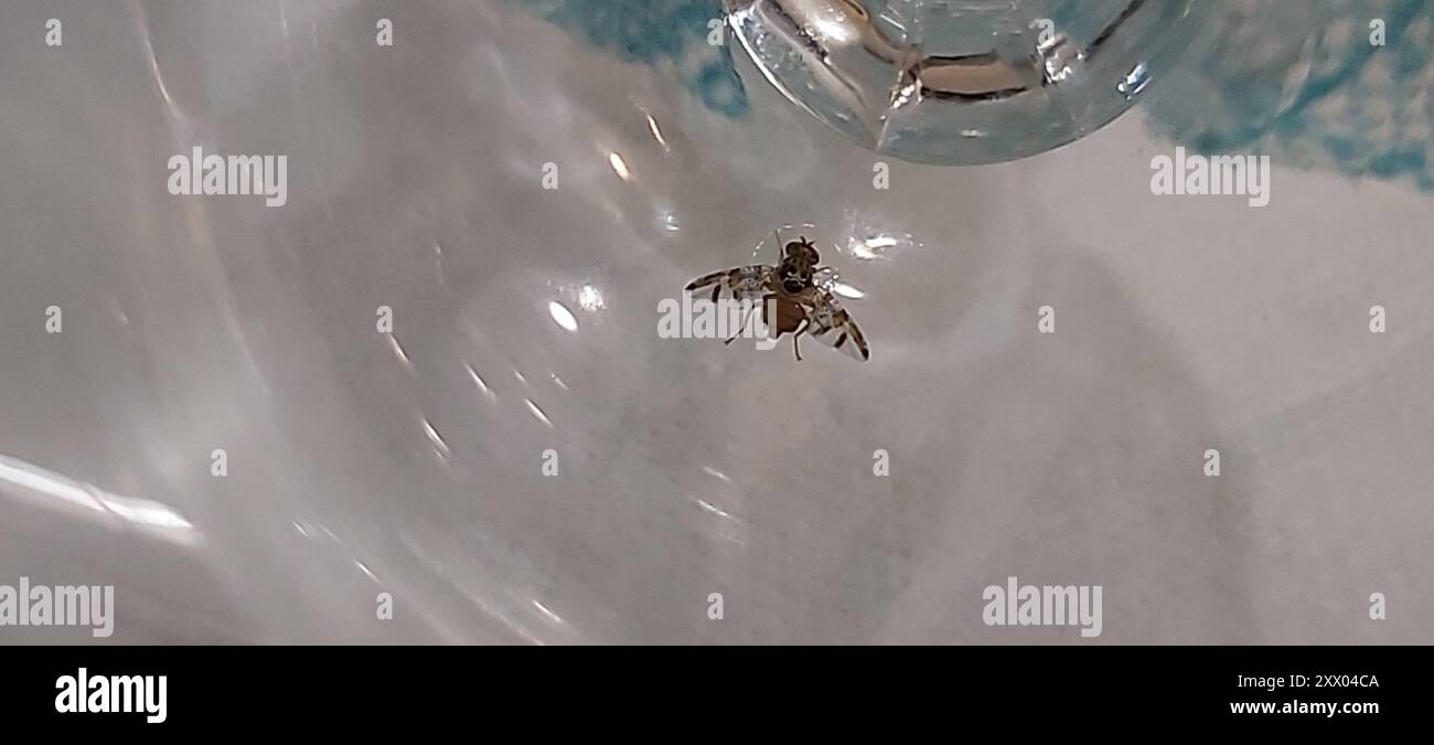 Mediterranean Fruit Fly (Ceratitis capitata) Insecta Stock Photo - Alamy
