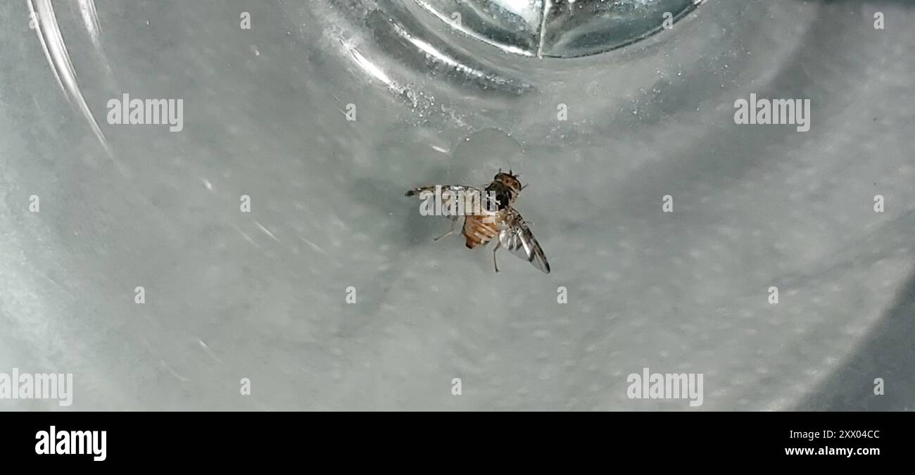 Mediterranean Fruit Fly (Ceratitis capitata) Insecta Stock Photo - Alamy