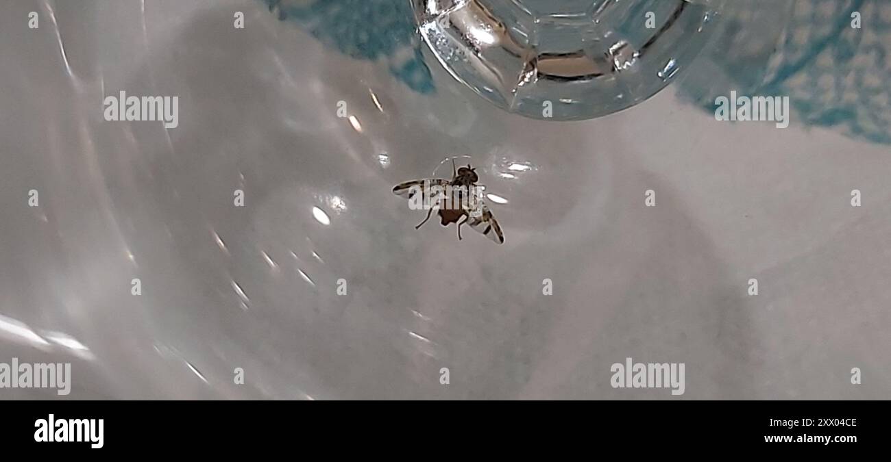 Mediterranean Fruit Fly (Ceratitis capitata) Insecta Stock Photo - Alamy